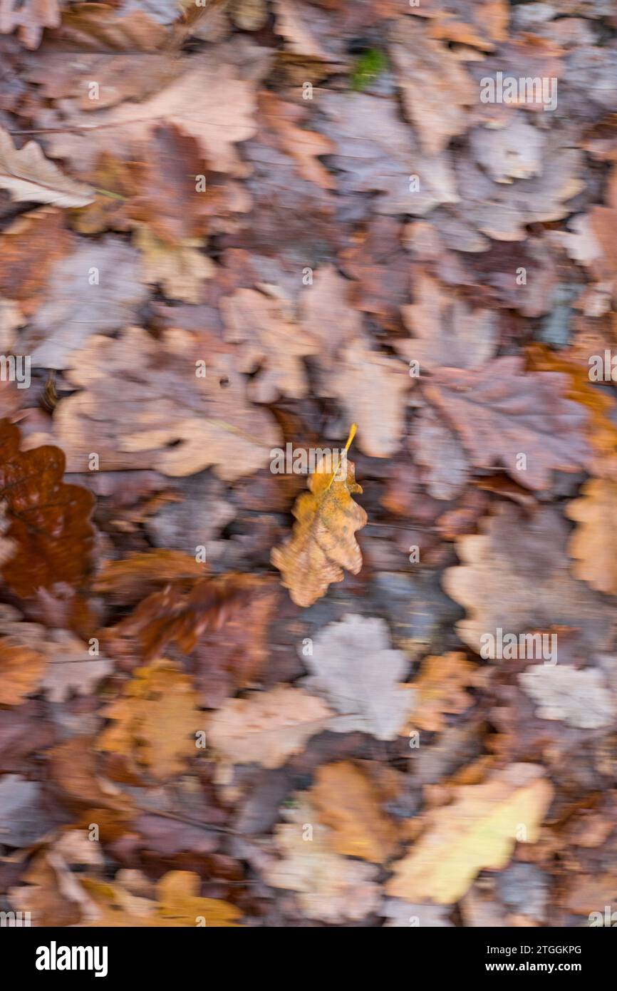English oak leaves in their autumn colour with movement Stock Photo - Alamy