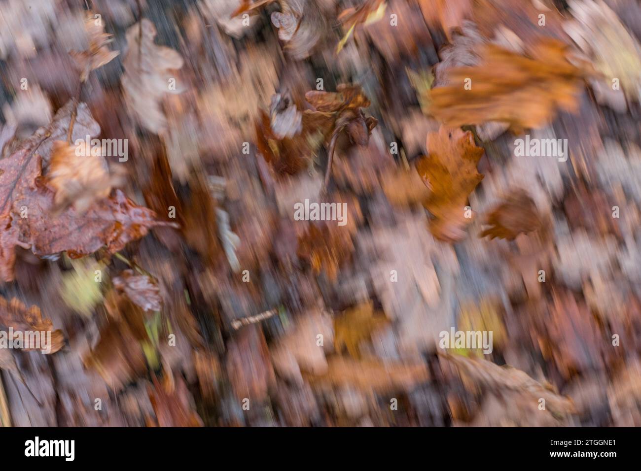 English oak leaves in their autumn colour with movement Stock Photo - Alamy