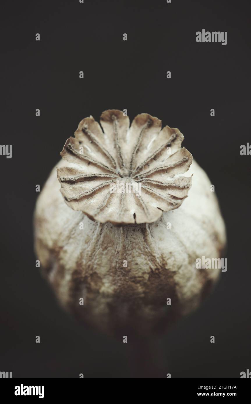 dry poppy seed head Stock Photo - Alamy