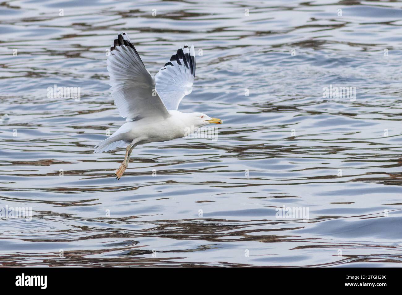 A large white Caspian gull with yellow beak flying over the river ...