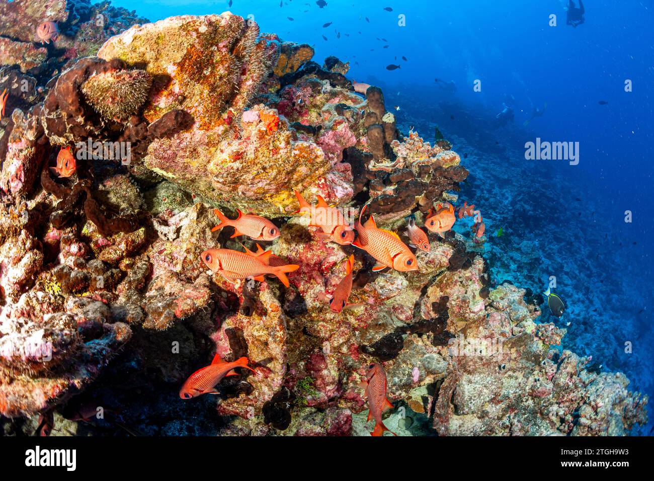 French Polynesia, Rangiroa, Soldier fish (Myripristis Stock Photo - Alamy