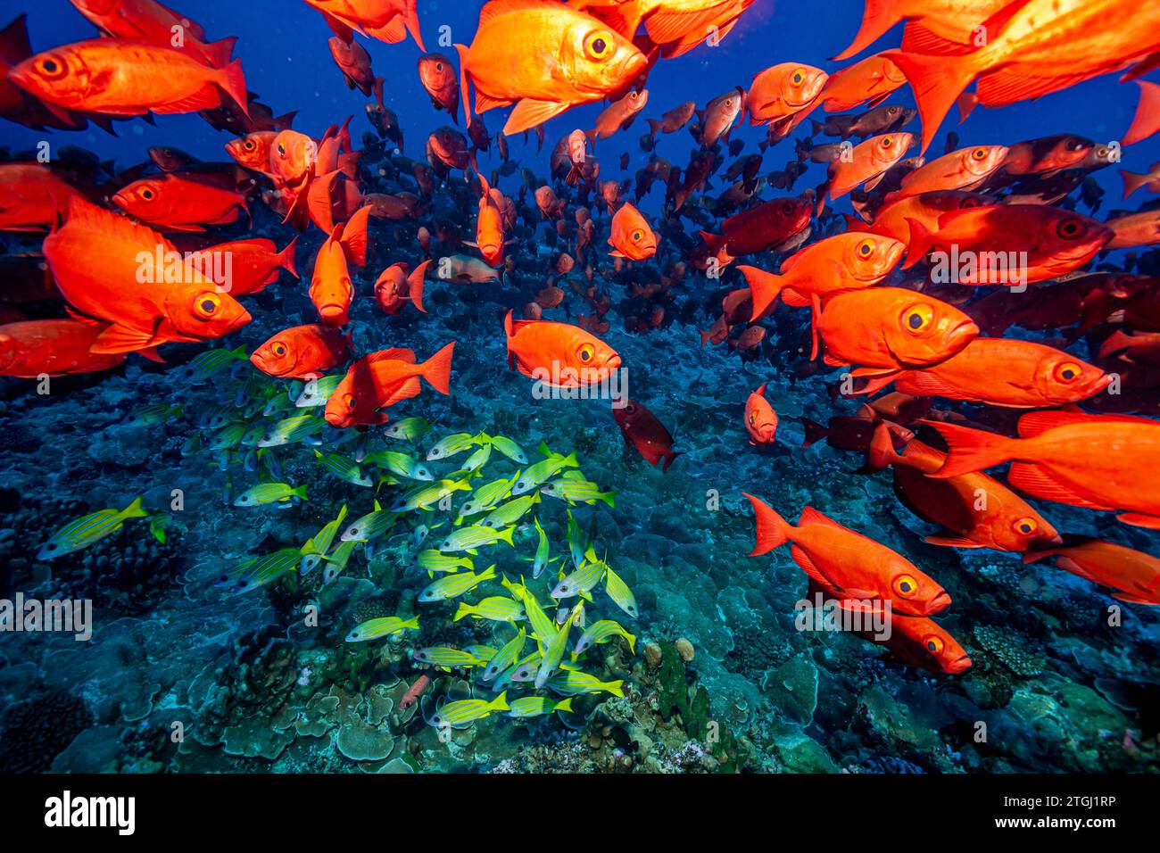 Soldier fish hi-res stock photography and images - Alamy
