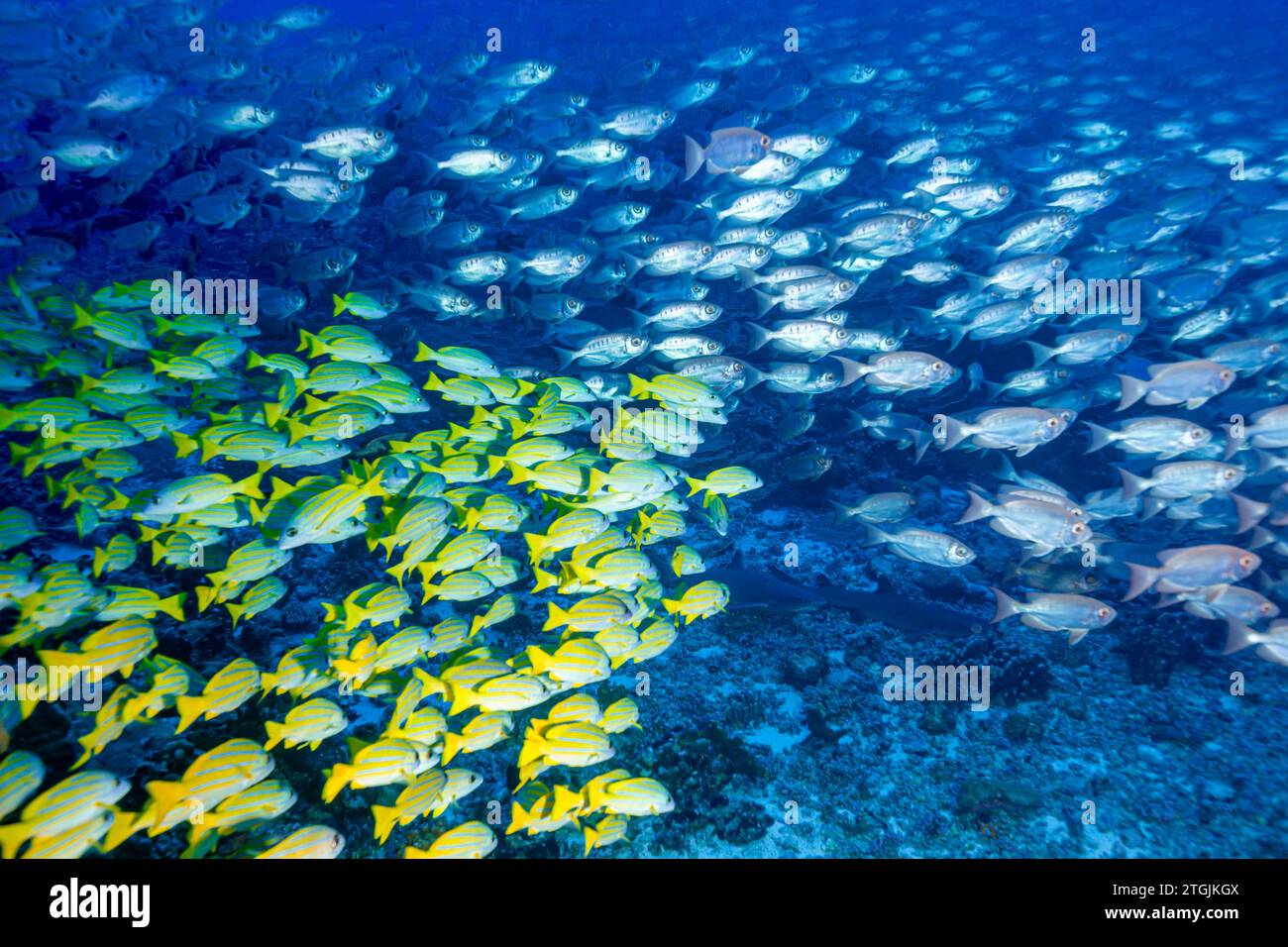 French Polynesia, Fakarava South, A school of Five-lined Snapper ...