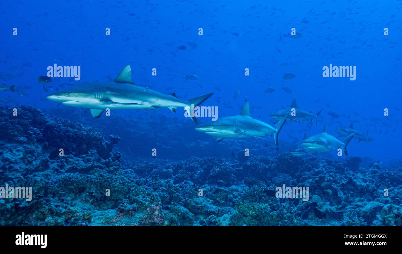 French Polynesia, Fakarava North, Gray Reef Shark (Carcharhinus ...
