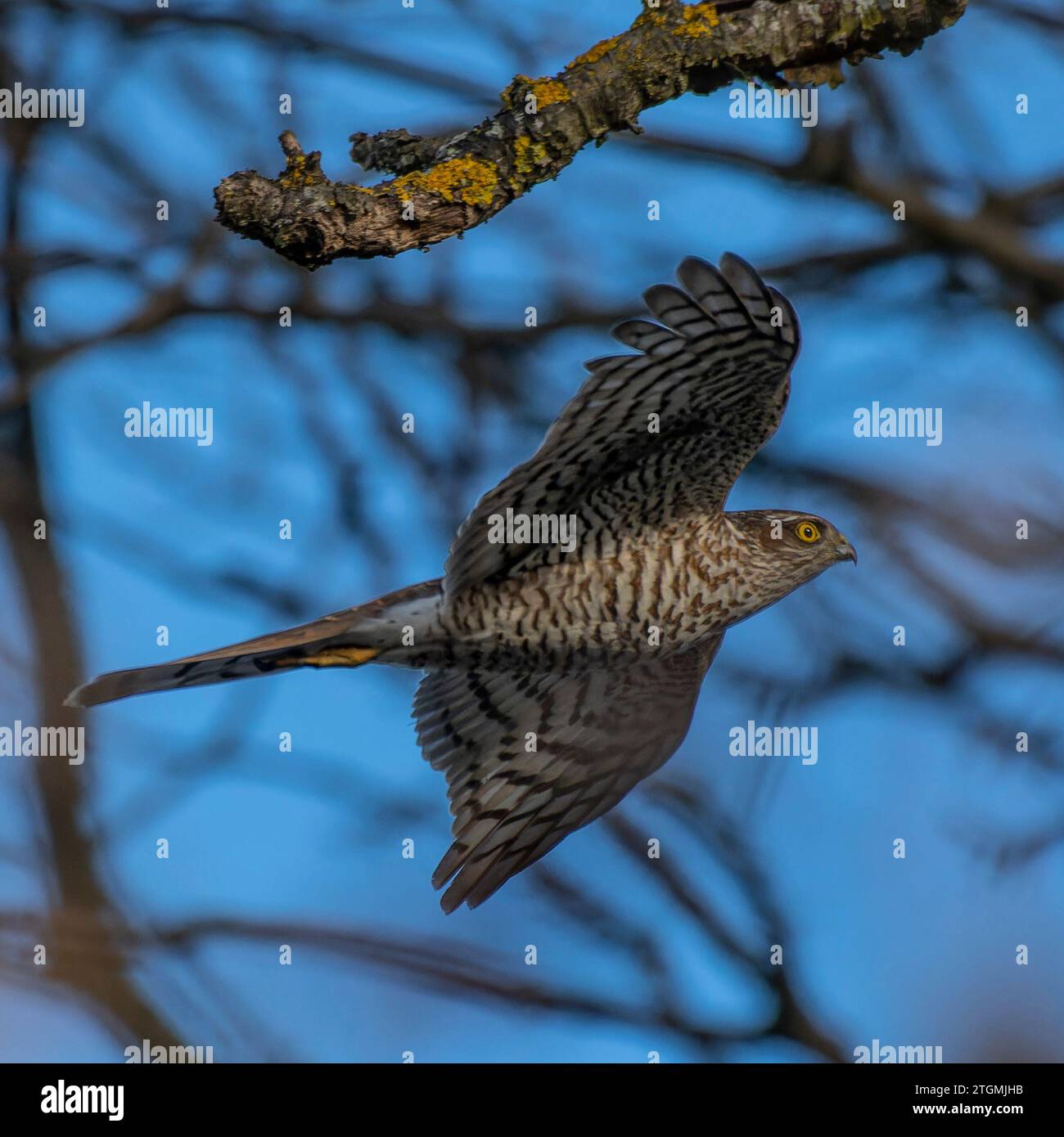 Eurasian Sparrow Hawk Stock Photo - Alamy