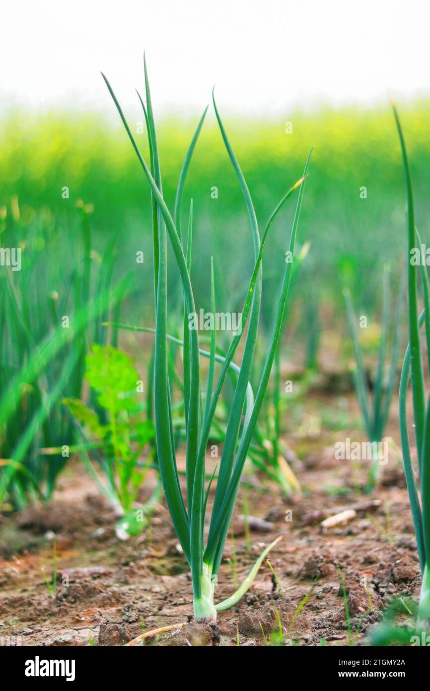 Green onions plantation in summer hi-res stock photography and images ...