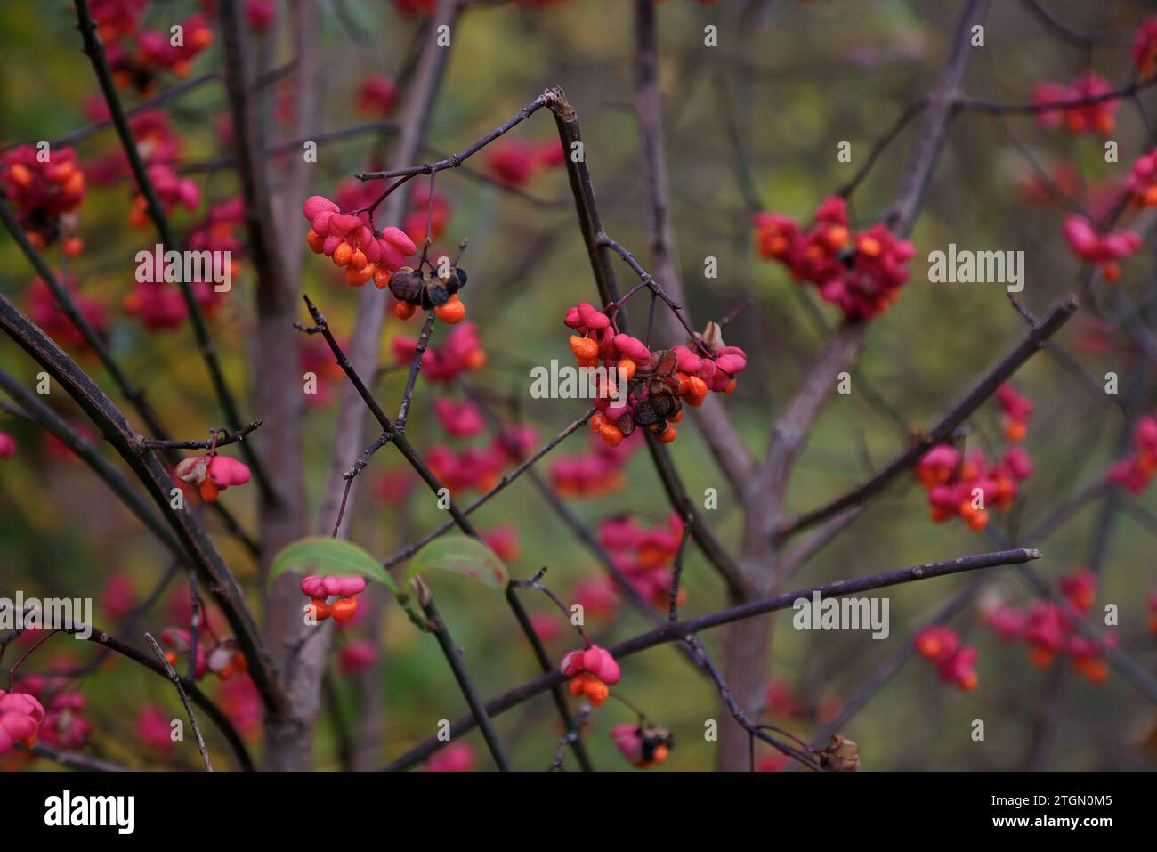 Image of autumn near Fussen in Bavaria Stock Photo - Alamy