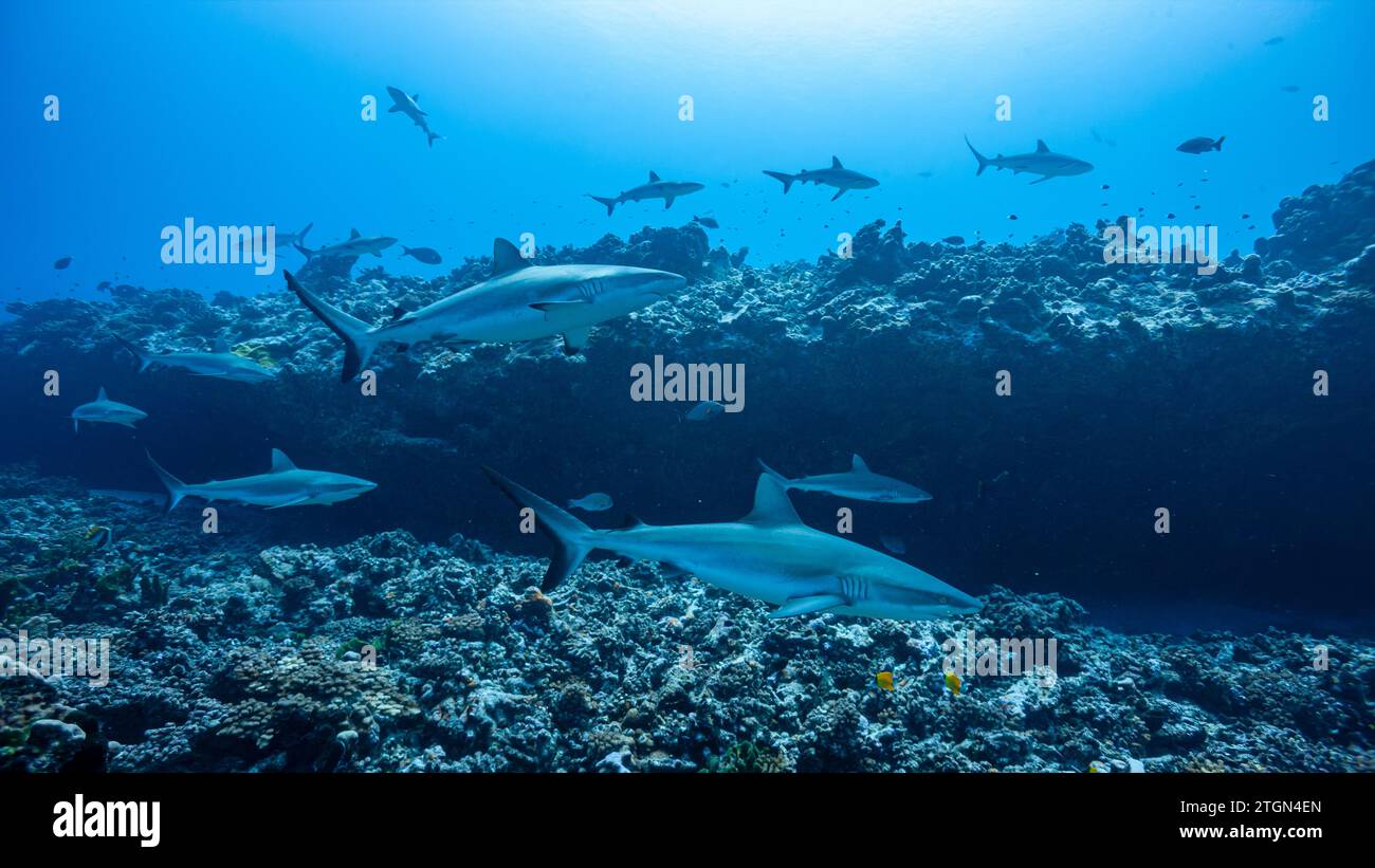 French Polynesia, Fakarava South, Gray Reef Shark (Carcharhinus ...