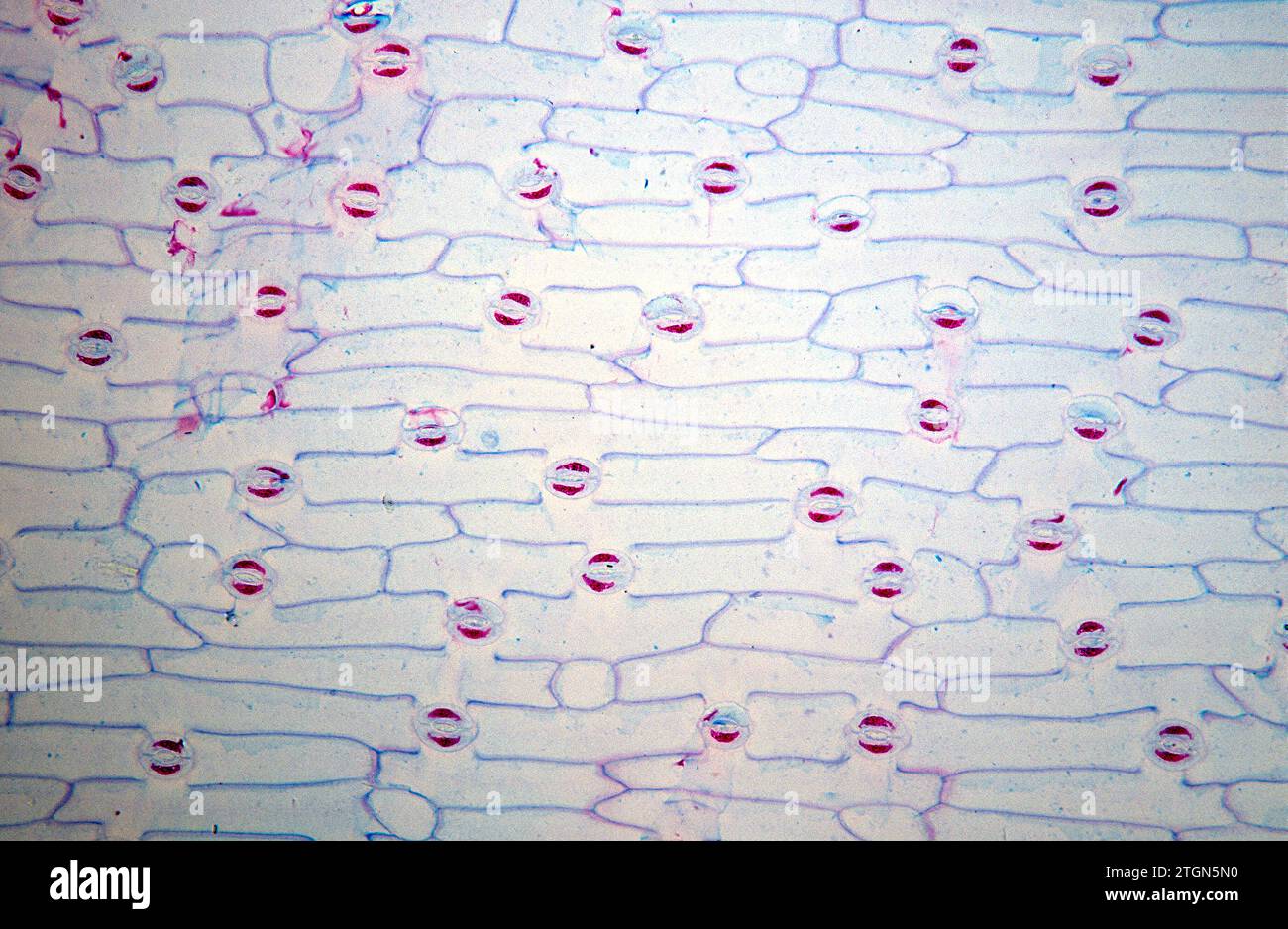 Stoma or stomate is a pore of epidermis plants for gas exchange. Tulipa ...