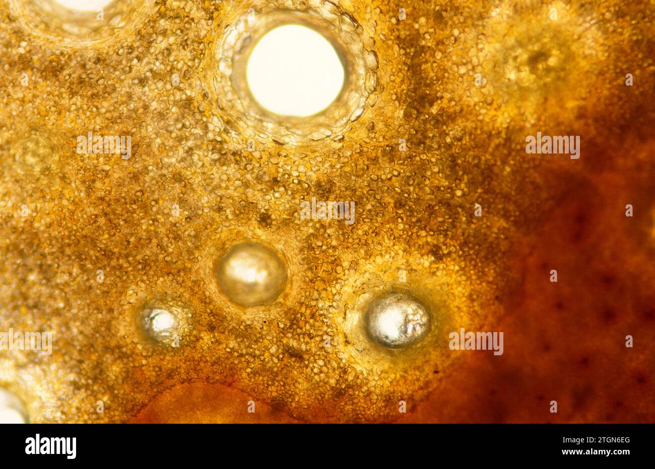 Secreting glands of orange peel. Photomicrograph Stock Photo - Alamy