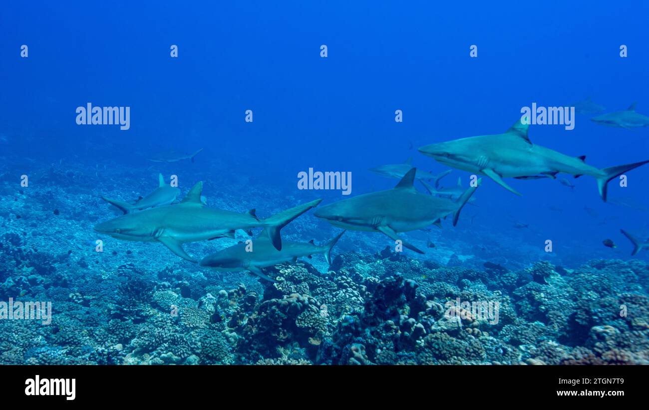 French Polynesia, Fakarava South, Gray Reef Shark (Carcharhinus ...