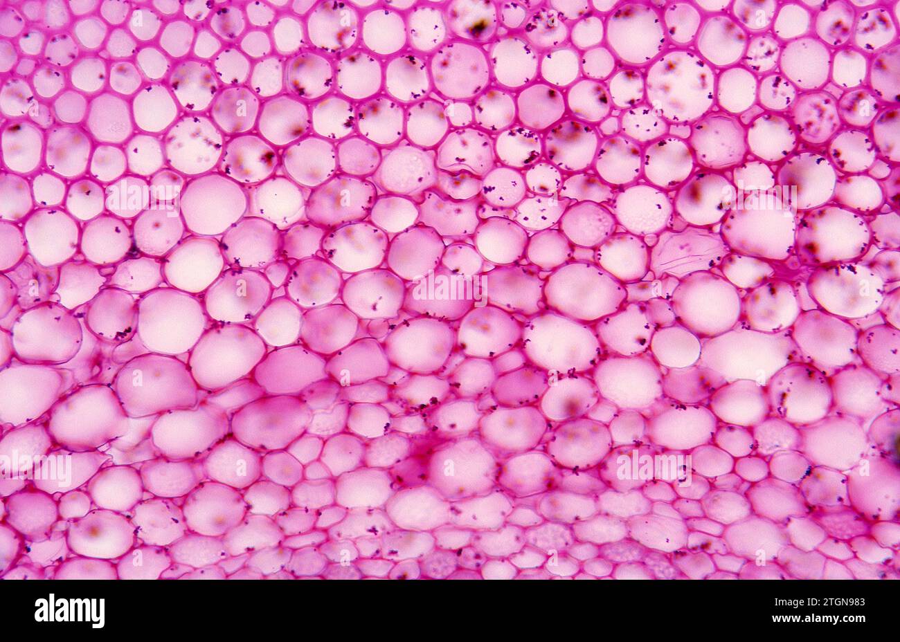 Aquifer parenchyma is a plant tissue specialized in storing water ...