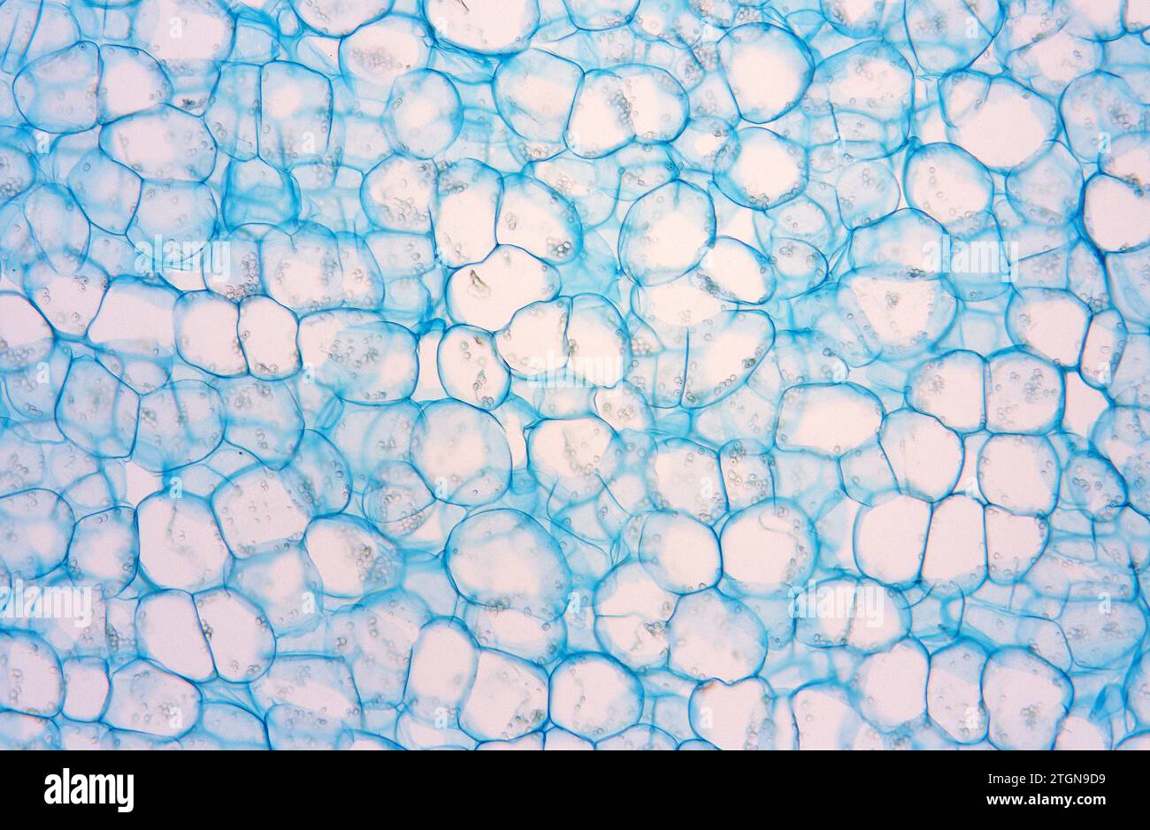 Aquifer parenchyma is a plant tissue specialized in storing water ...