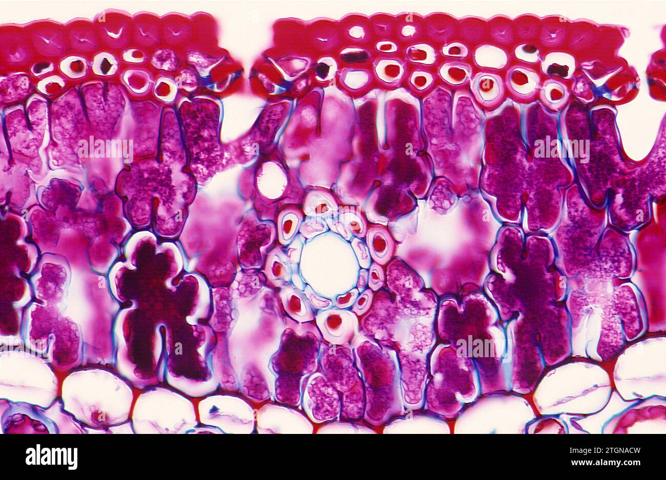 Leaf, cross section showing upper epidermis with cuticle, stomata ...