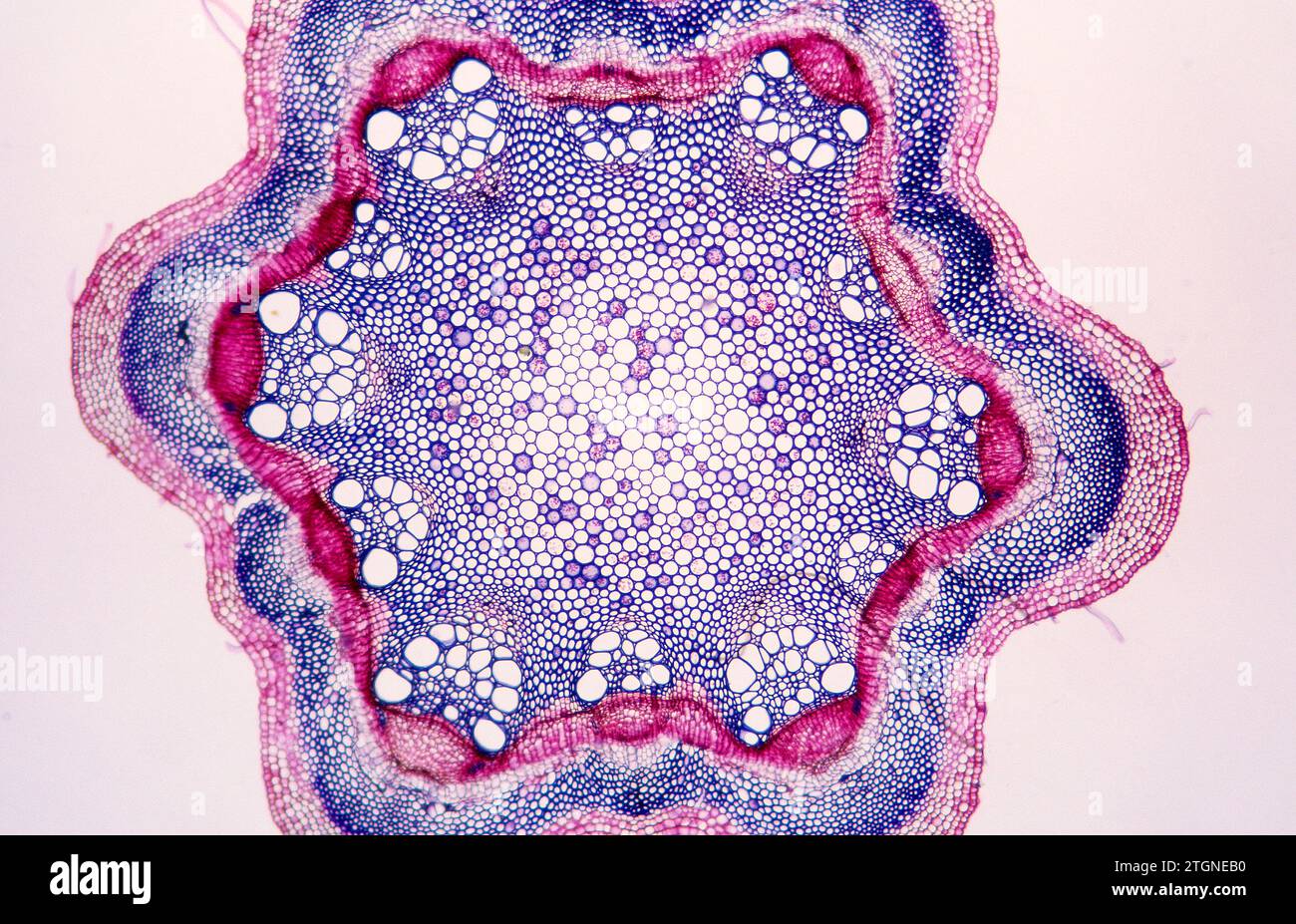 Dicot stem showing epidermis, epidermal hairs, cortex, pericycle ...