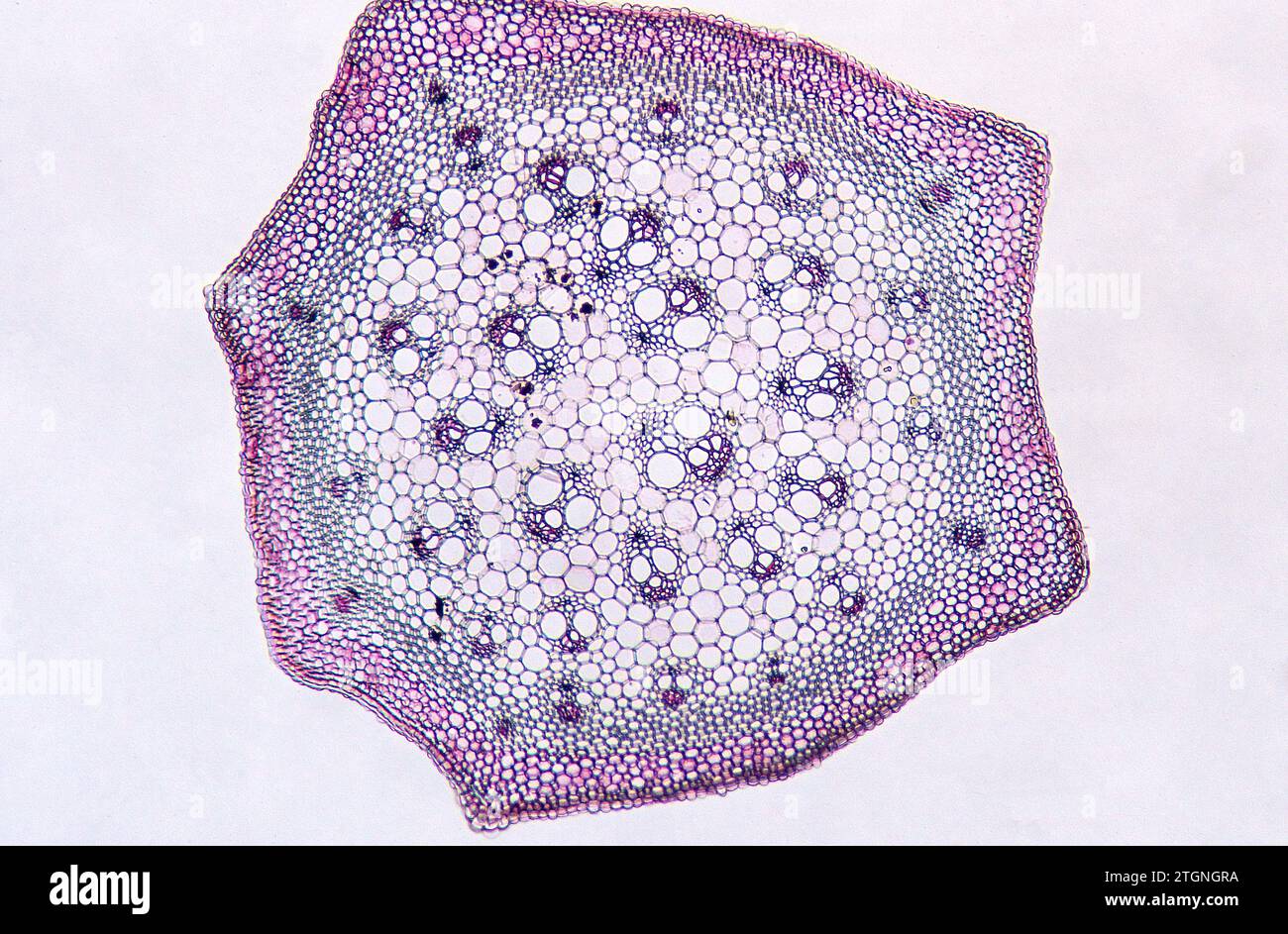 Smilax stem cross section showing epidermis, vascular bundles and ...