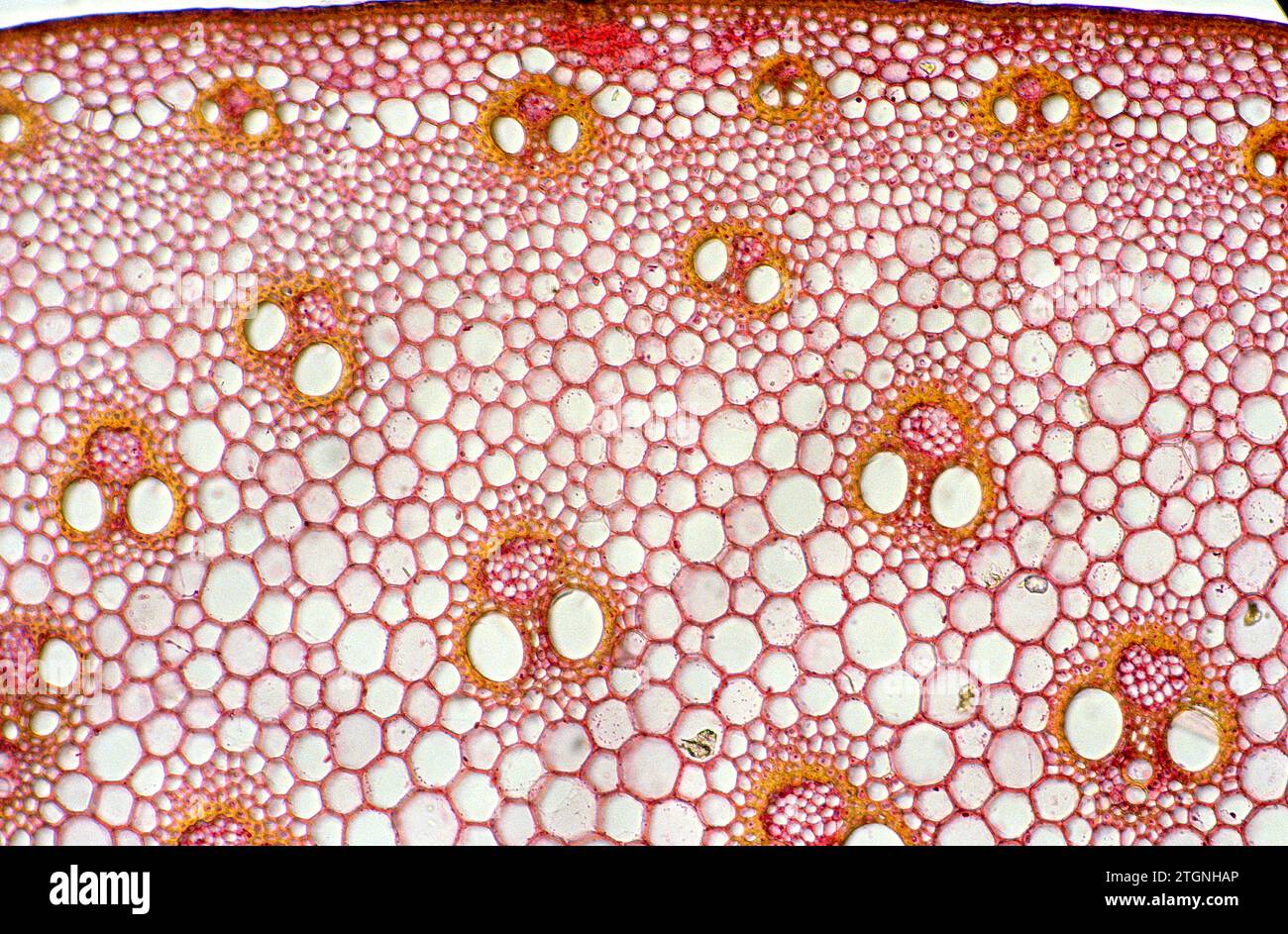 Monocot stem cross section showing epidermis, vascular bundles and ...