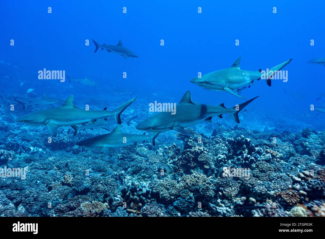 French Polynesia, Fakarava South, Gray Reef Shark (Carcharhinus ...