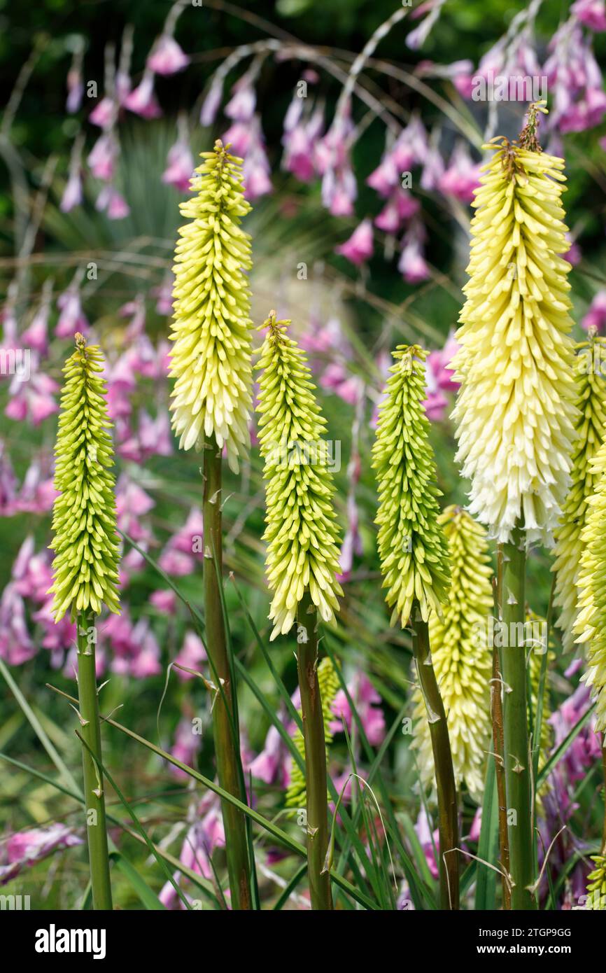 Kniphofia 'Ice Queen' flower spikes Stock Photo - Alamy