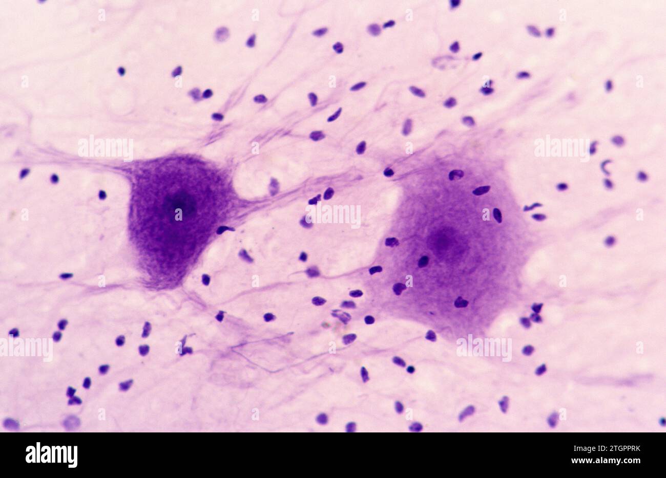 Neurons microscope hi-res stock photography and images - Alamy