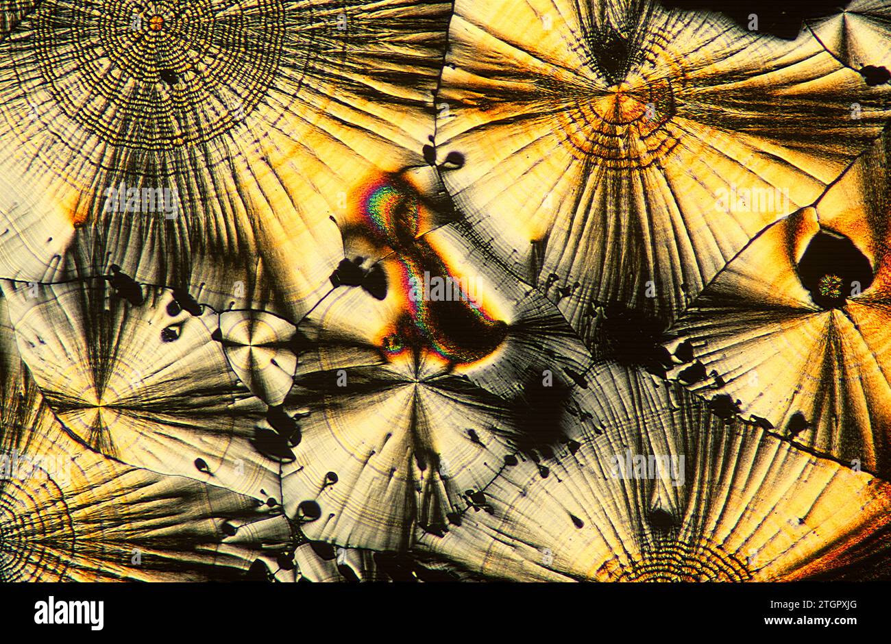 Polarized light micrograph hi-res stock photography and images - Alamy