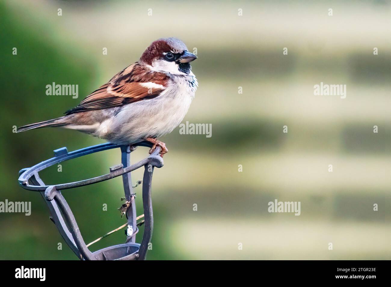 Common house sparrow in hi-res stock photography and images - Alamy