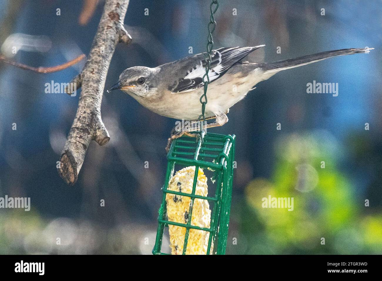 Northern mockingbird at backyard suet feeder Stock Photo - Alamy