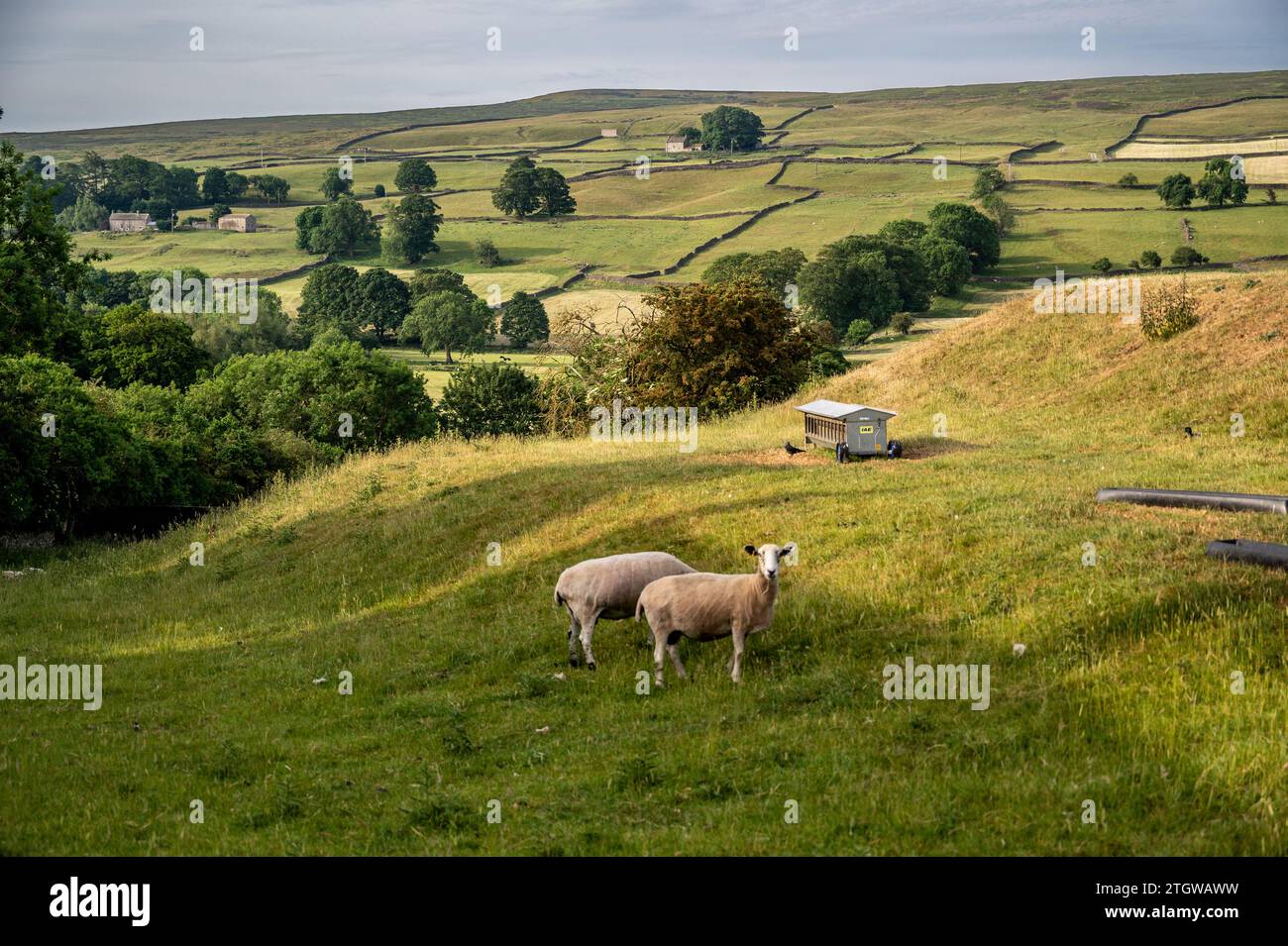 Mule ram lamb hi-res stock photography and images - Alamy