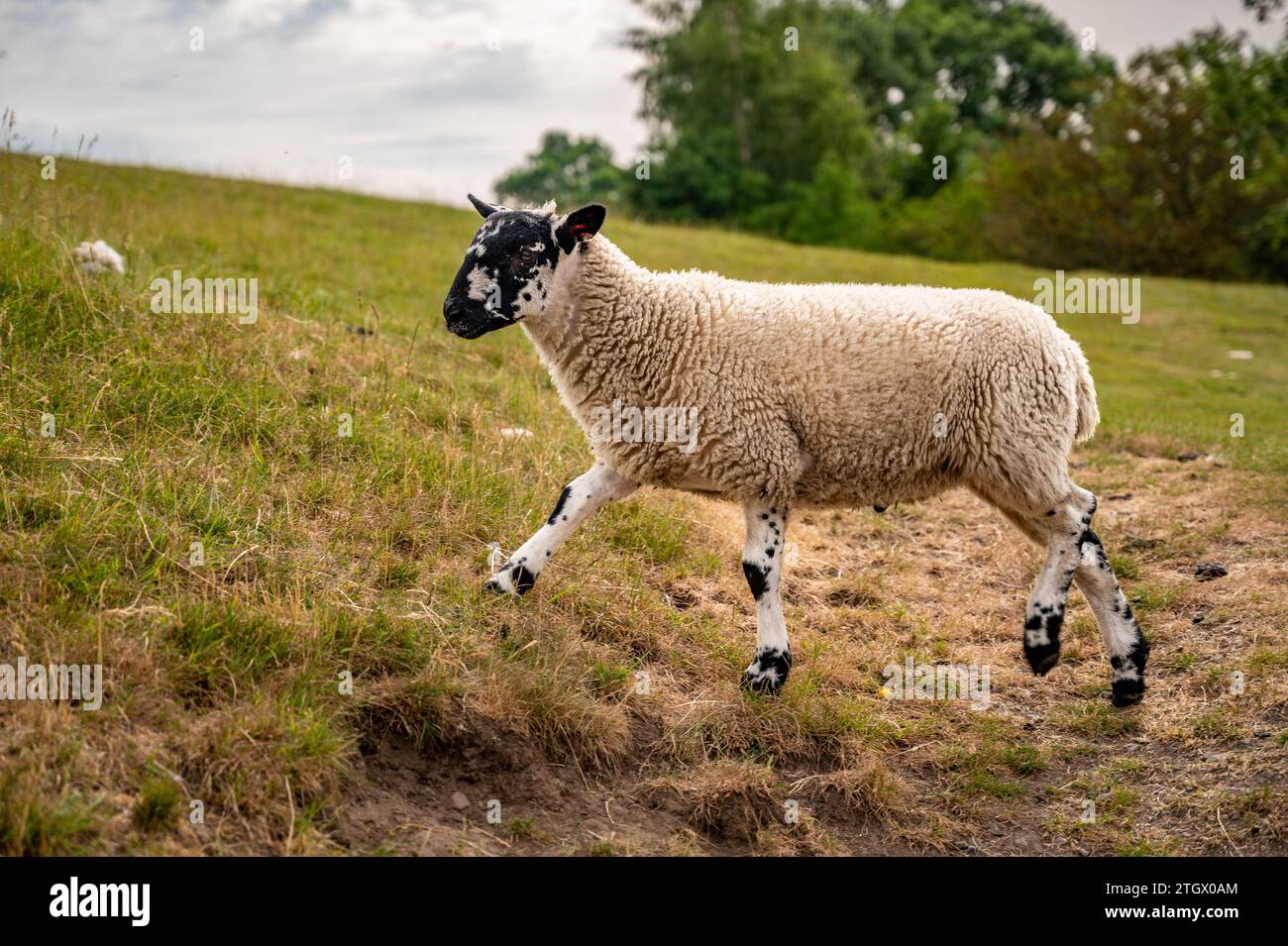 Mule Ram Lamb in mountains in Yorkshire England Stock Photo - Alamy