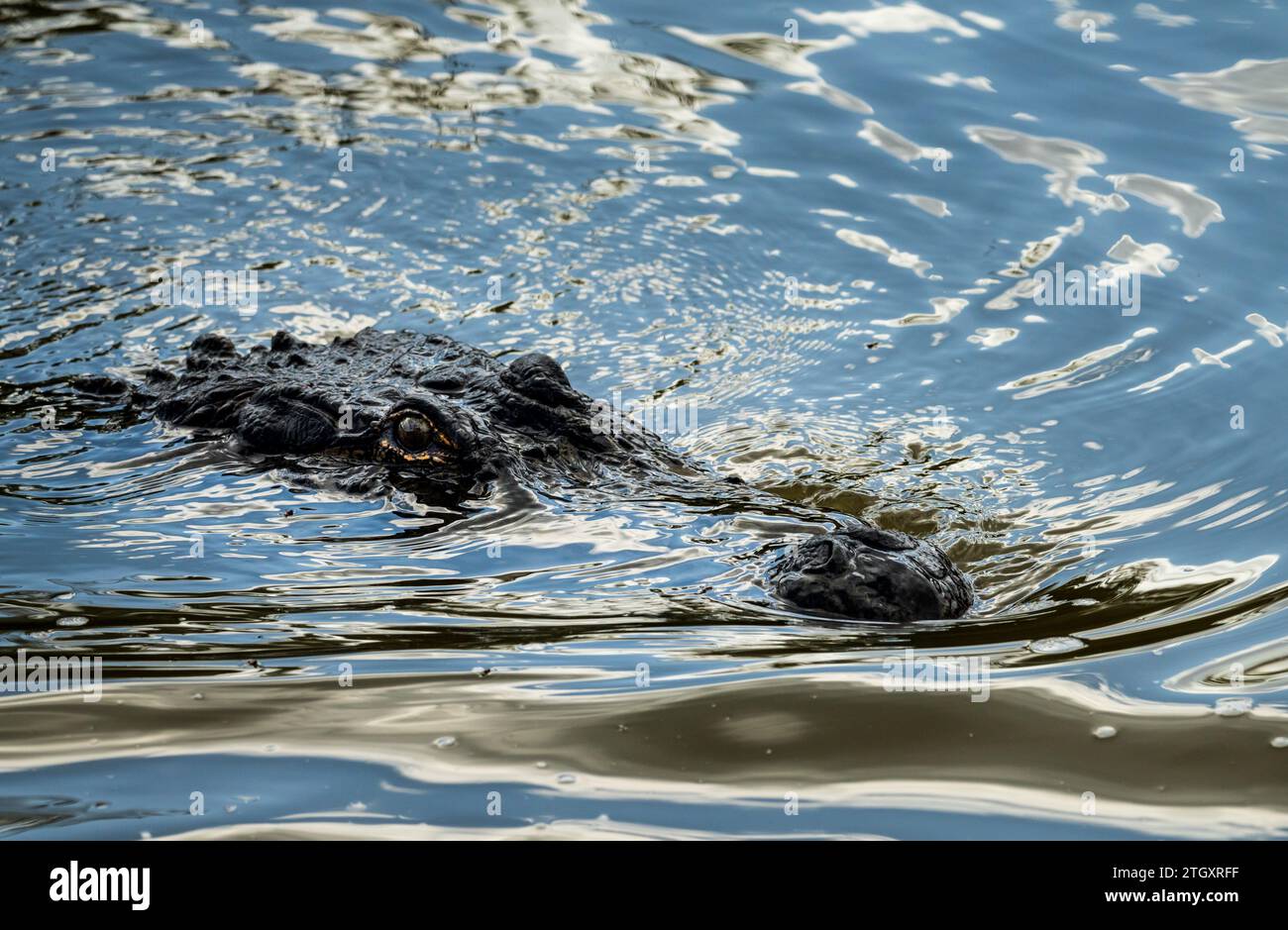 American alligator approaching across calm waters of Atchafalaya delta ...
