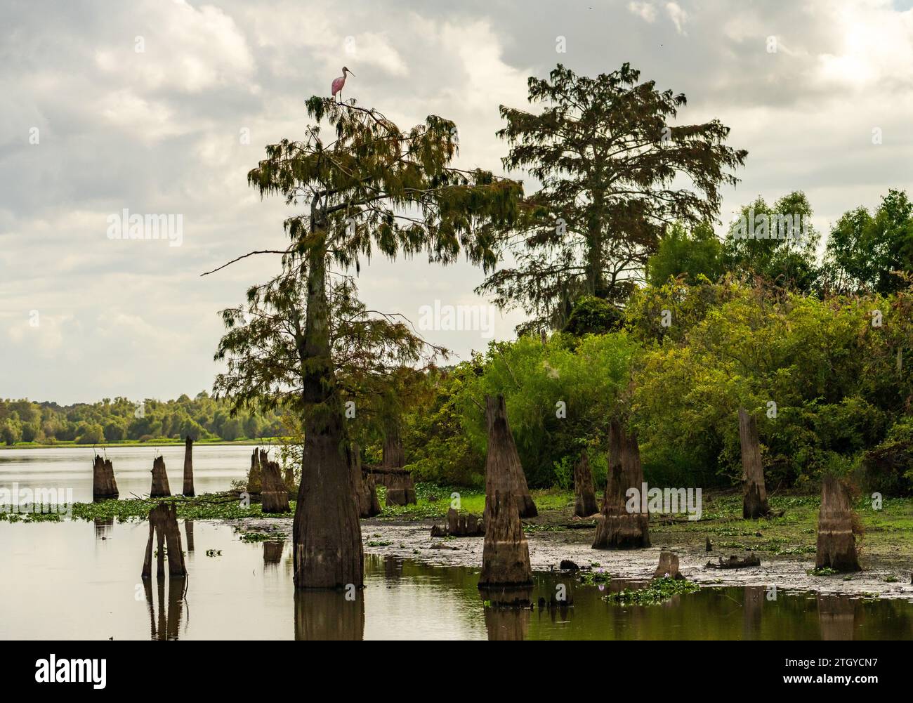 Roseate spoonbill bird perched on bald cypress above calm waters of ...