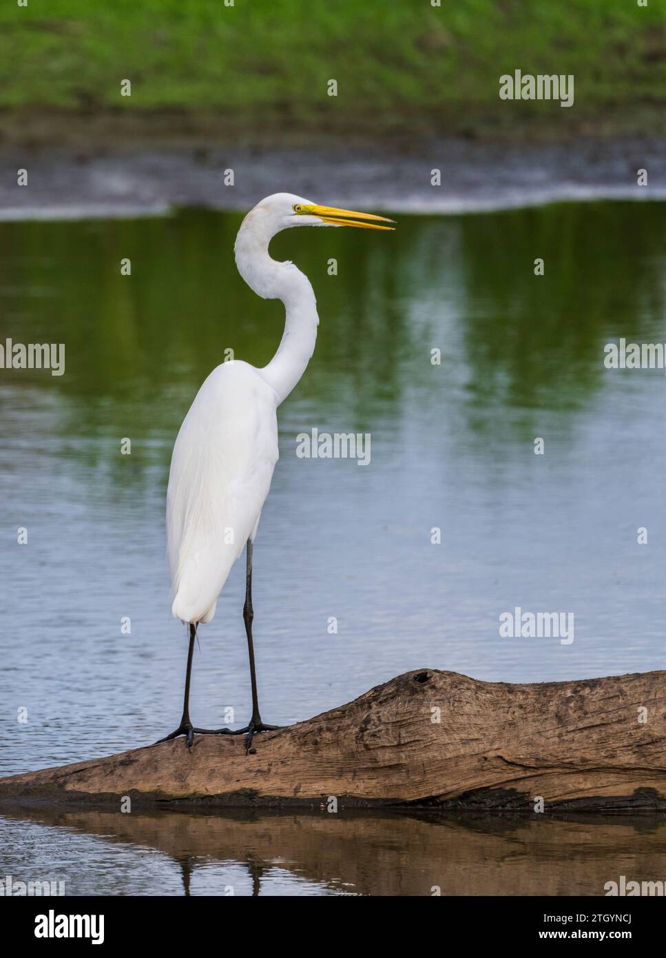 Submerged bald cypress trees hi-res stock photography and images - Alamy