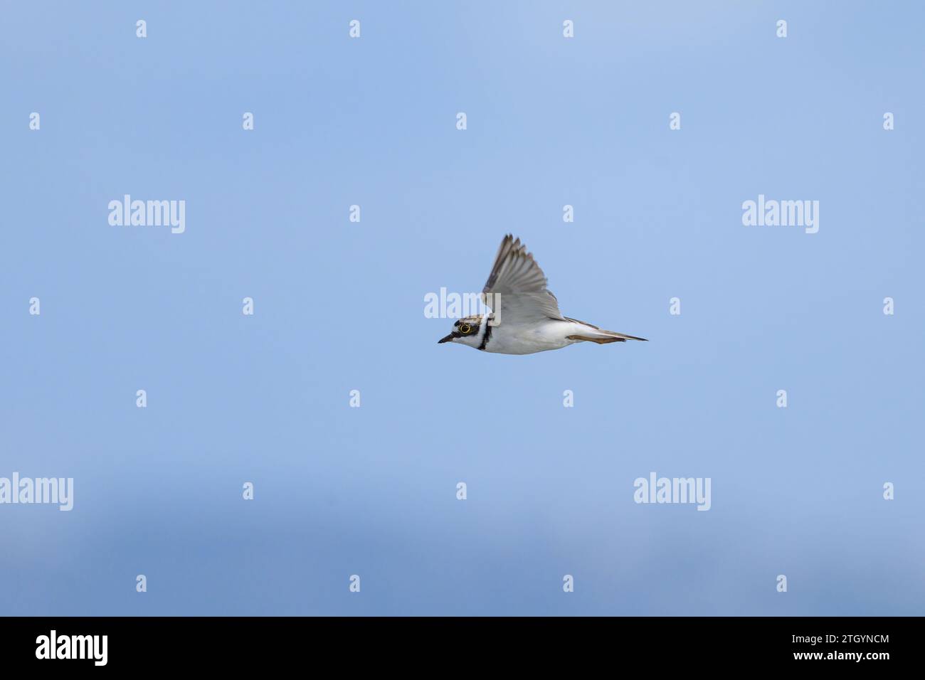 A Little Ringed Plover in flight on the beach, sunny day in summer ...
