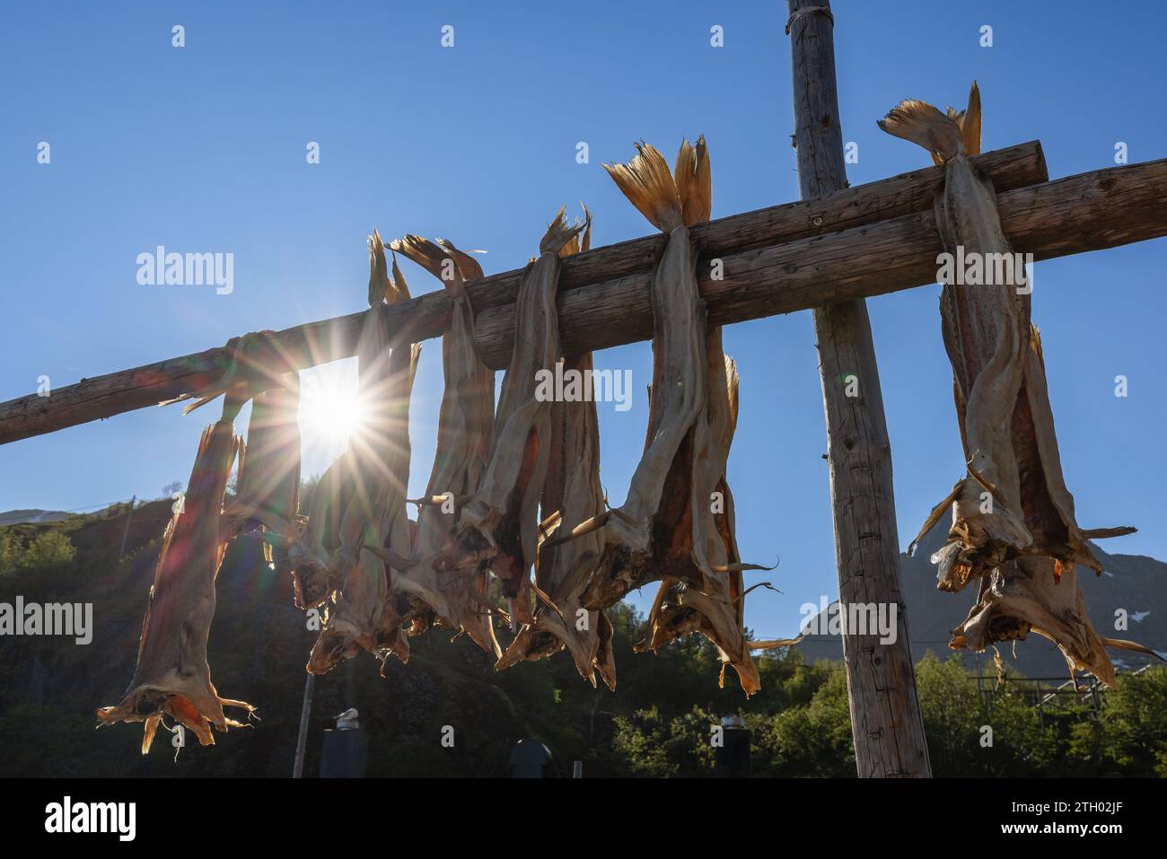 Sunlight streams through hanging dried cod on a wooden rack in Lofoten ...