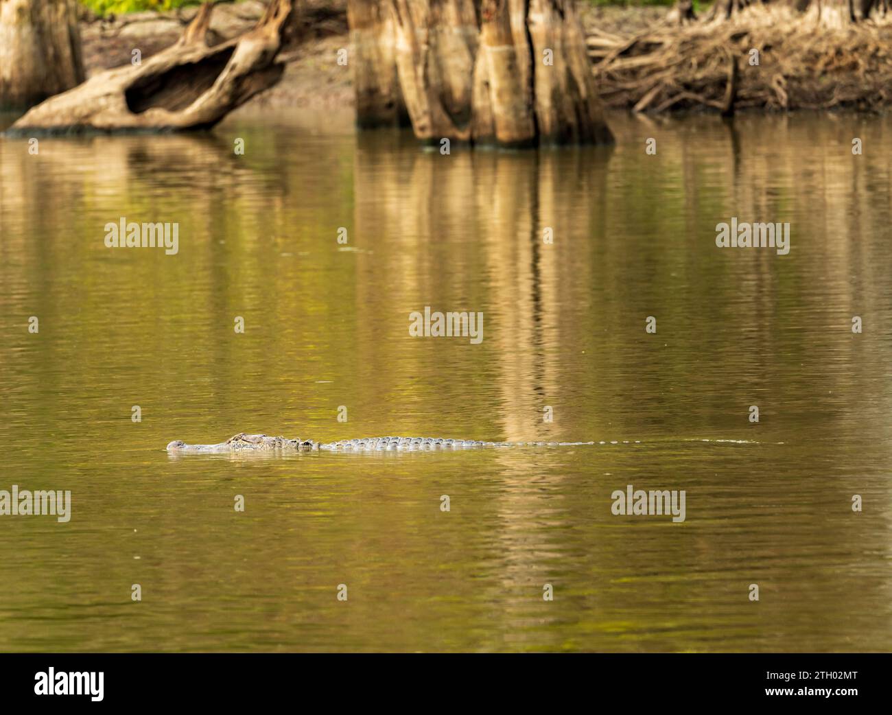 American alligator in profile in the calm waters of Atchafalaya delta ...