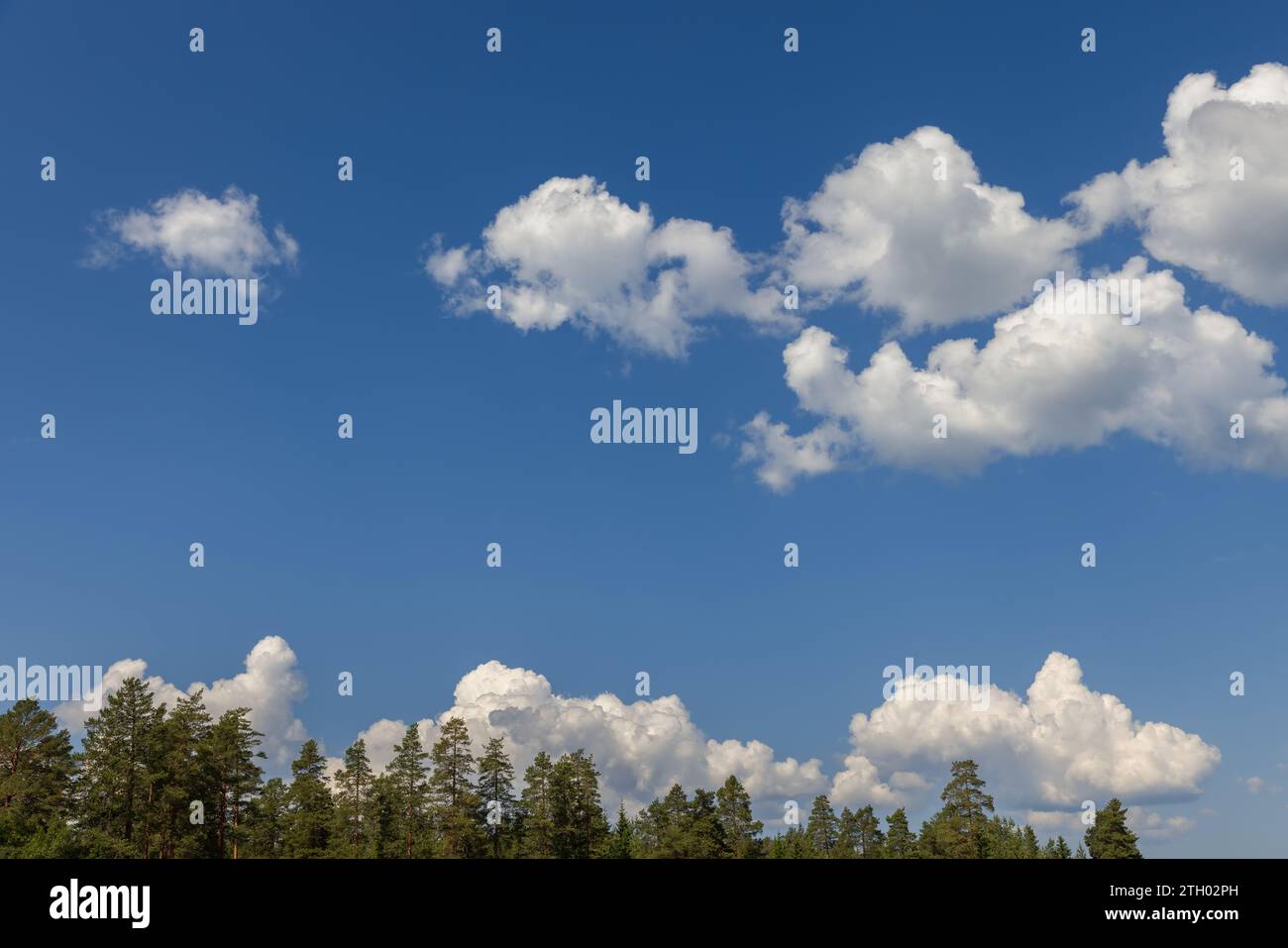 Evergreen treetops form a vibrant contrast against a backdrop of snow ...