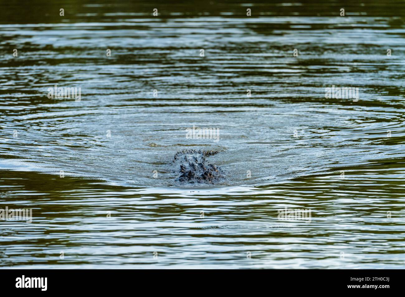 American alligator approaching across calm waters of Atchafalaya delta ...