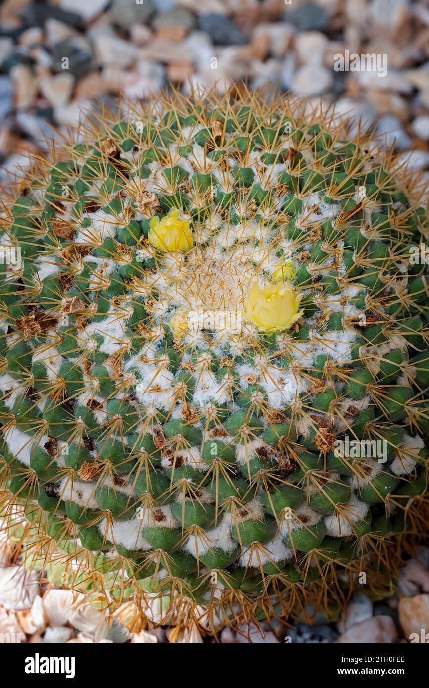 Mammillaria canelensis, Cactaceae. Ornamental succulent plant. rare ...