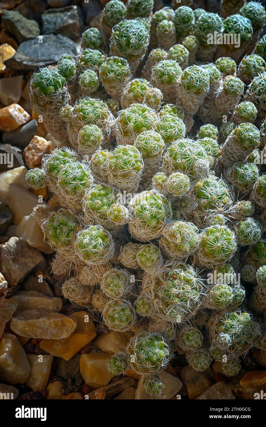 Thimble cactus (Mammillaria vetula), Cactaceae. Ornamental succulent ...