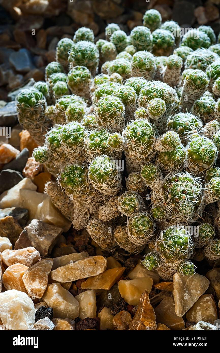 Thimble cactus (Mammillaria vetula), Cactaceae. Ornamental succulent ...