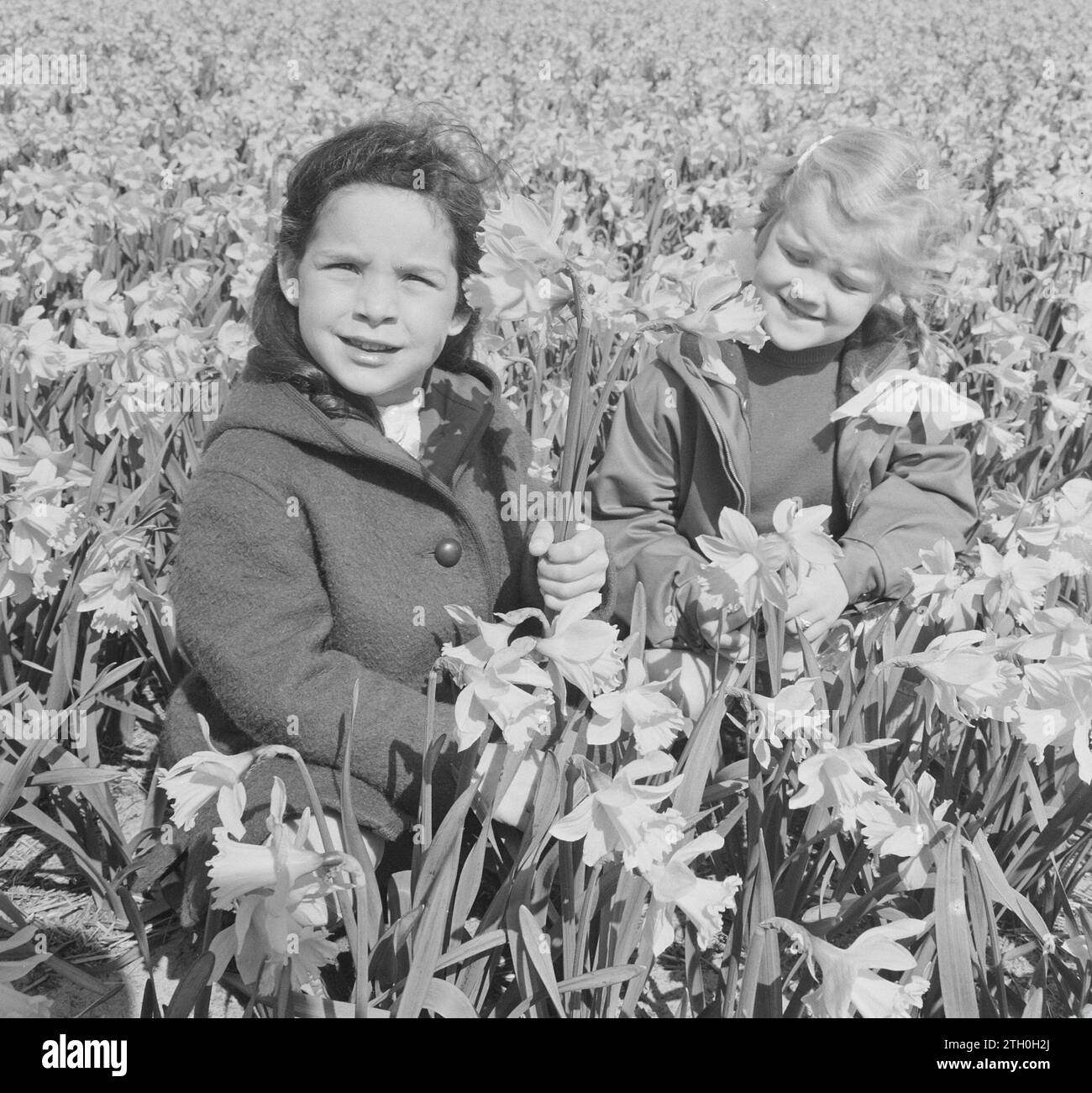 Spring children in a daffodil field ca. April 15, 1964 Stock Photo - Alamy
