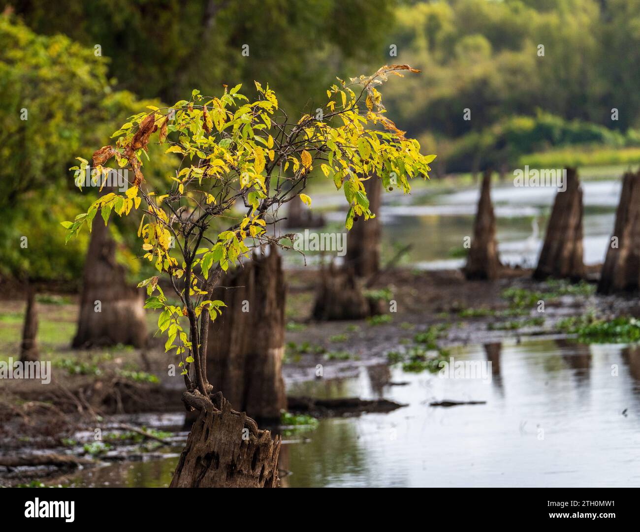 New growth of leaves from stumps from felling of bald cypress trees in ...