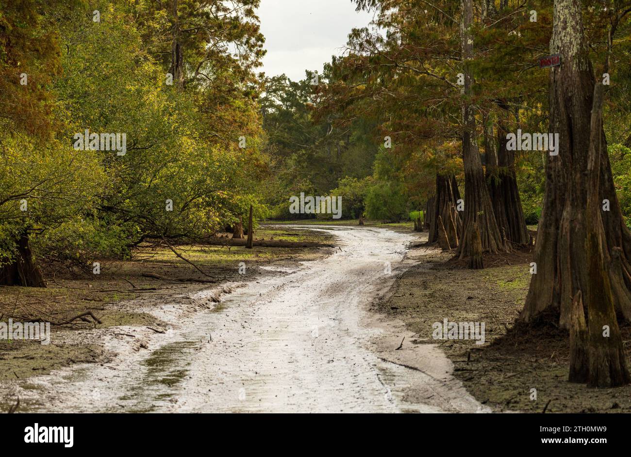 Muddy channel or pathway taken by airboat tours of the bayou of ...