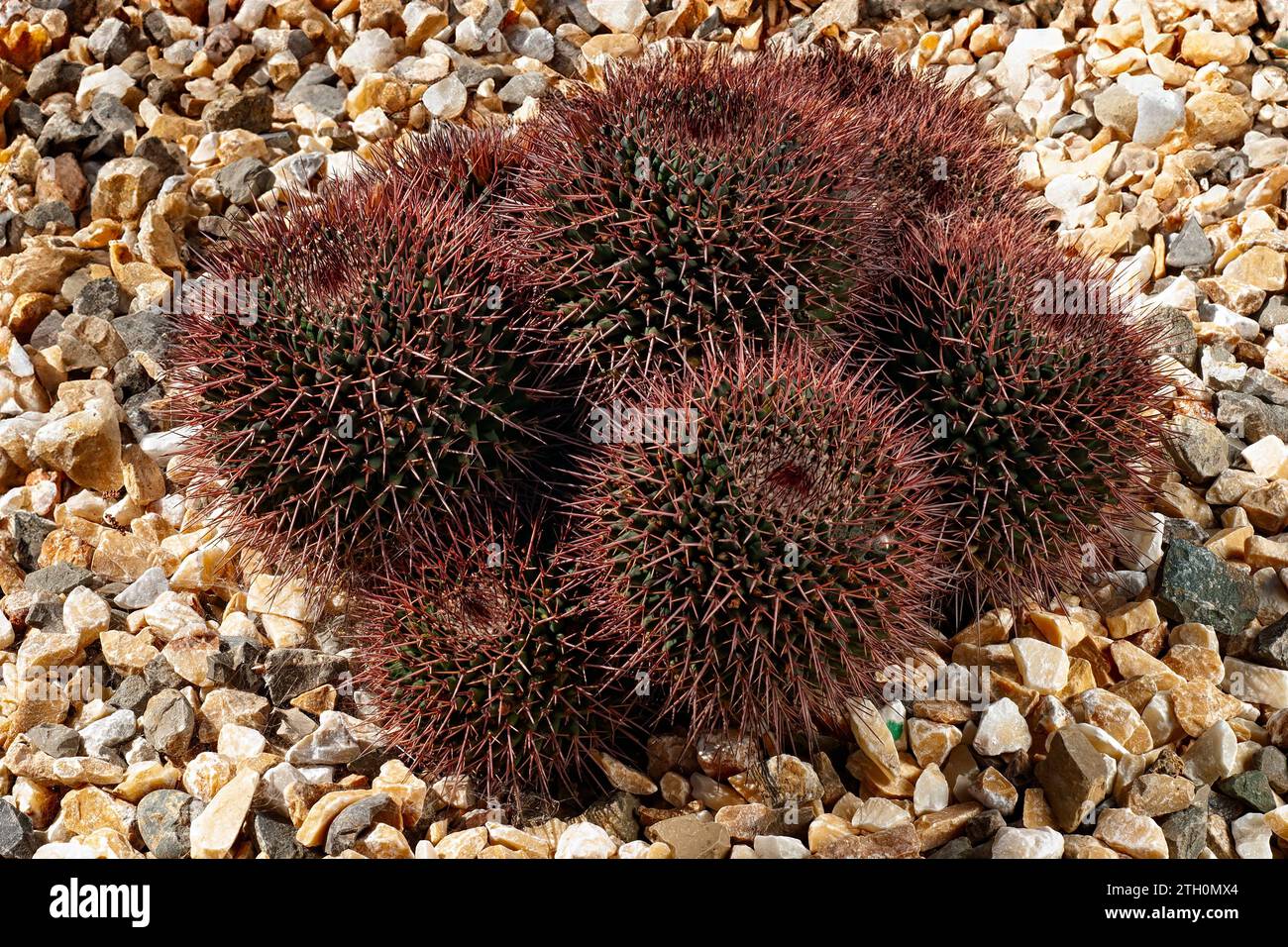 Mammillaria carnea, Cactaceae. Ornamental succulent plant. rare cactus ...