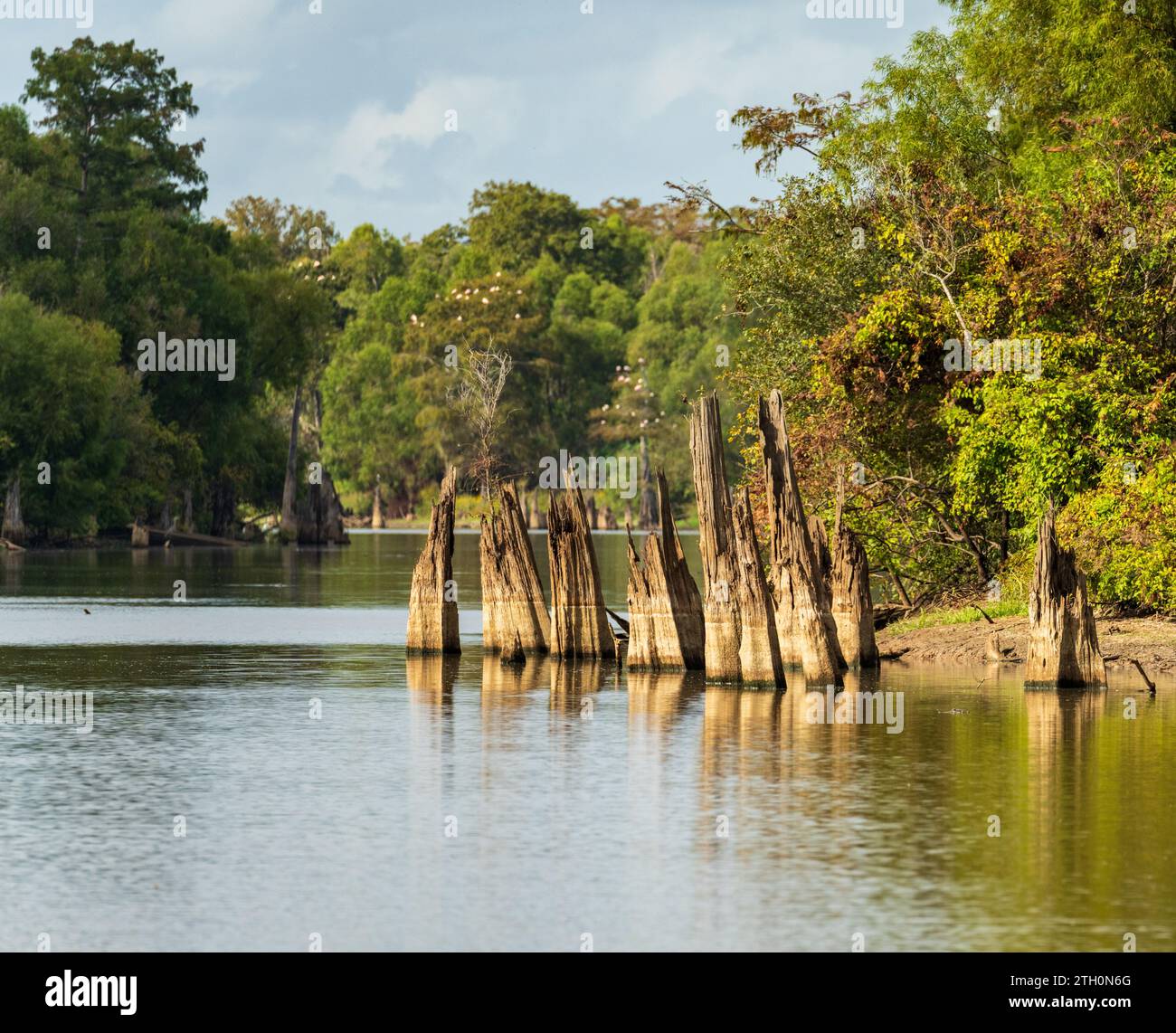 Submerged bald cypress trees hi-res stock photography and images - Alamy