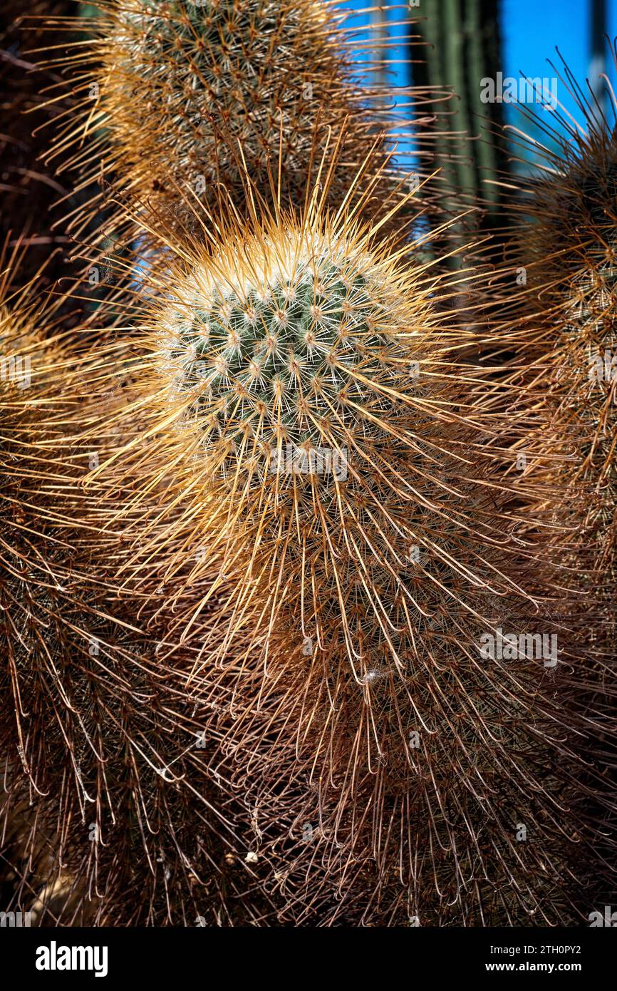 Mammillaria magnifica, Cactaceae. Ornamental succulent plant. rare ...