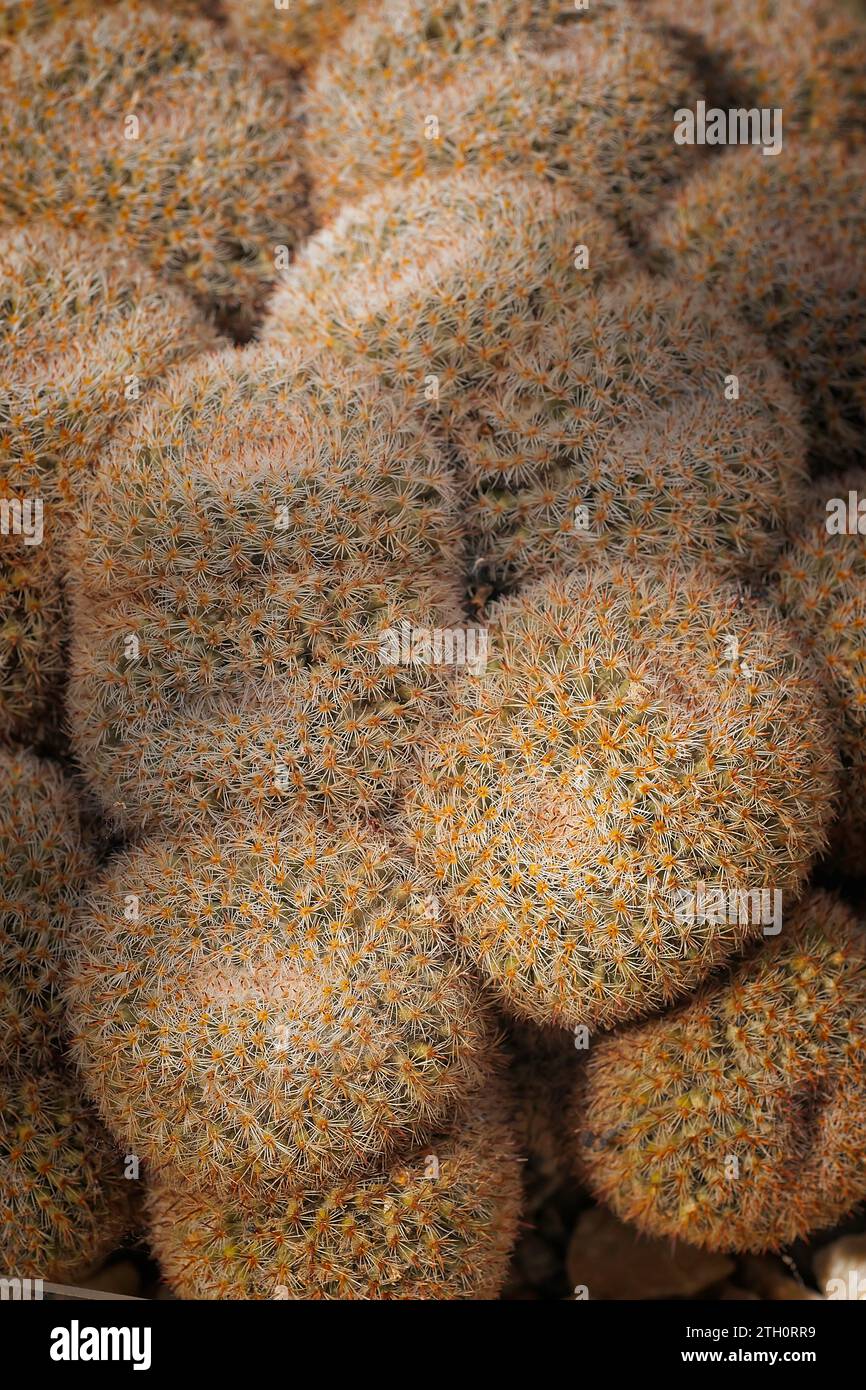 Mammillaria perbella, Cactaceae. Ornamental succulent plant. rare ...