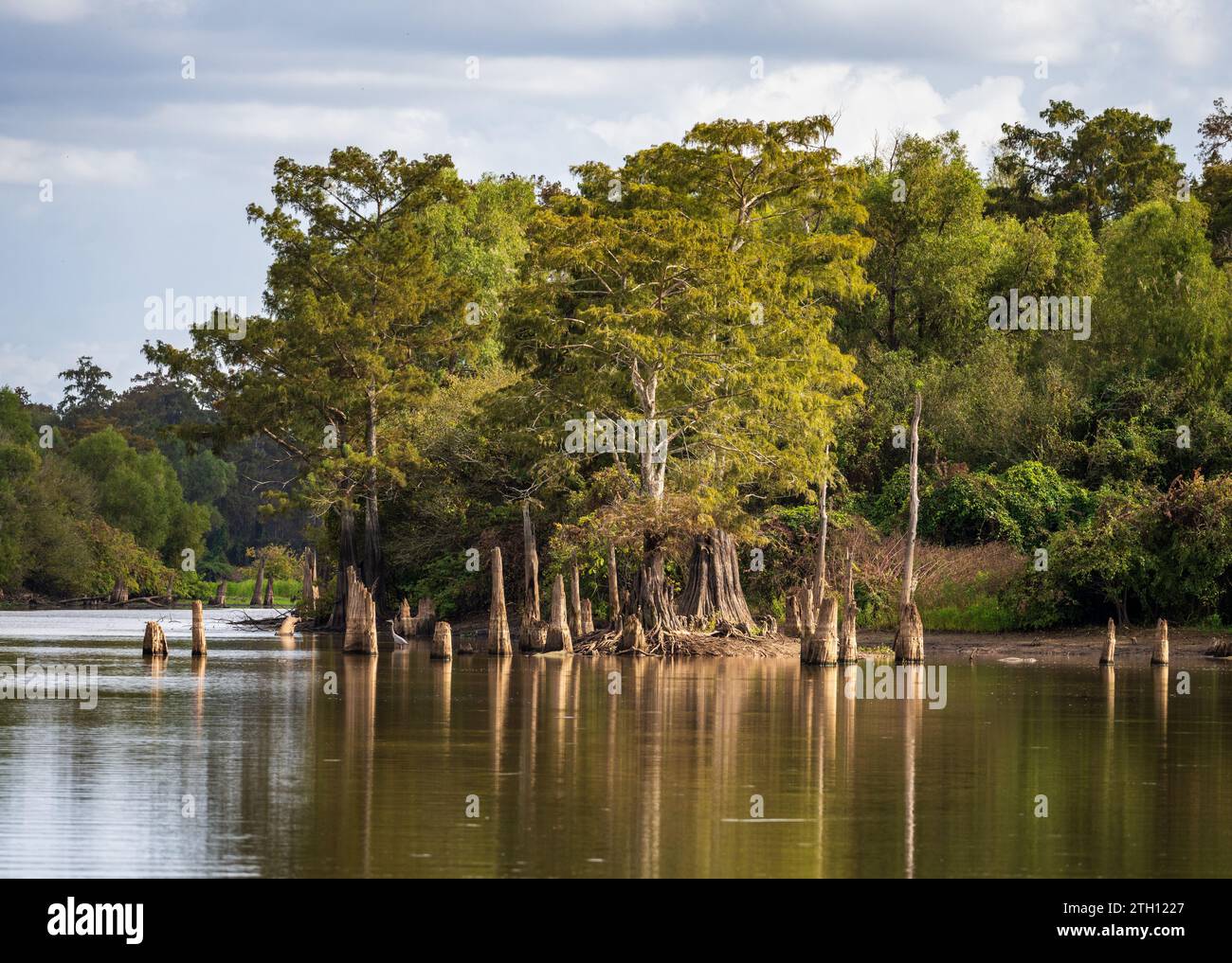 Stumps from felling of bald cypress trees in the past seen in calm ...