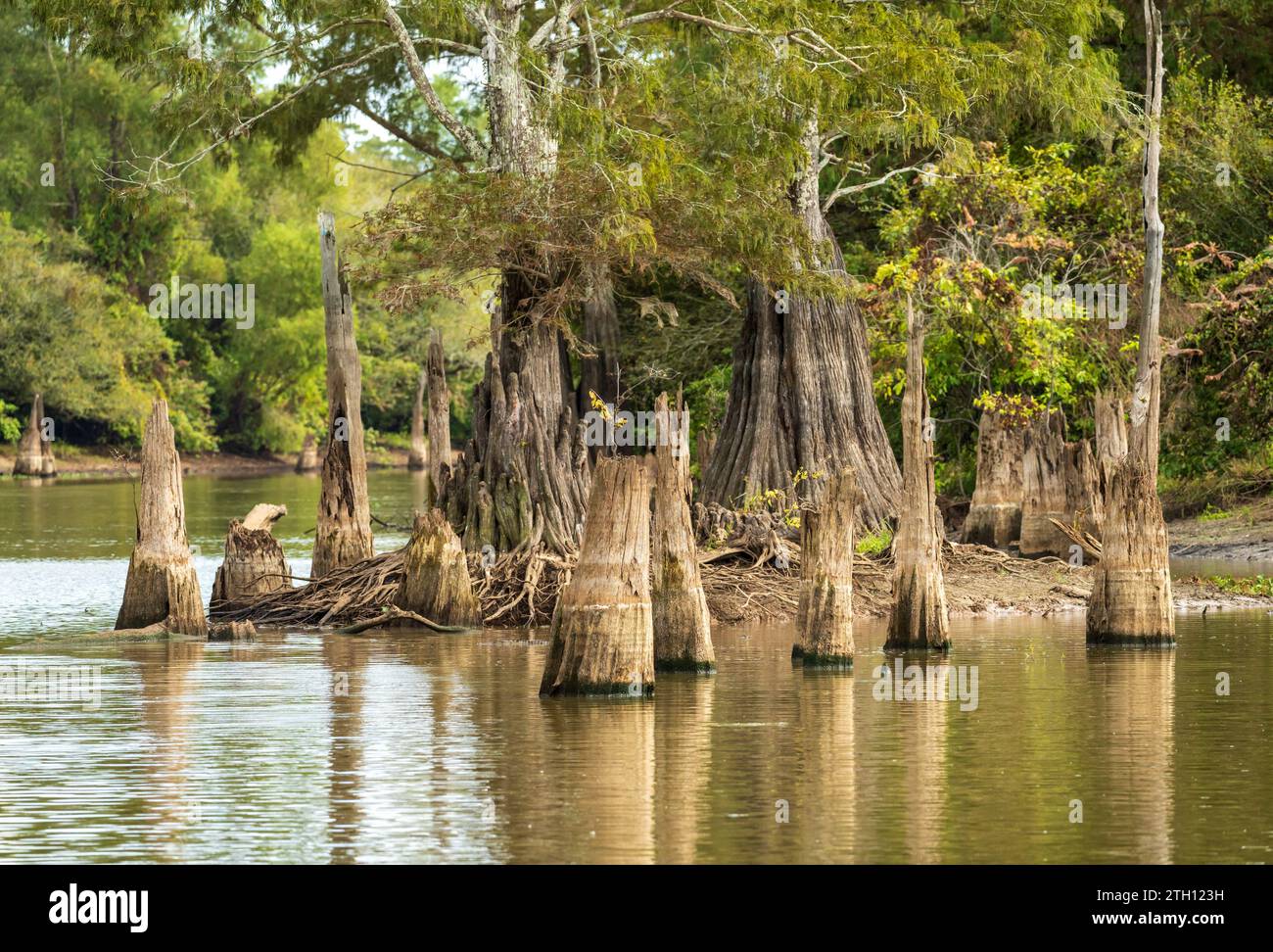Stumps from felling of bald cypress trees in the past seen in calm ...