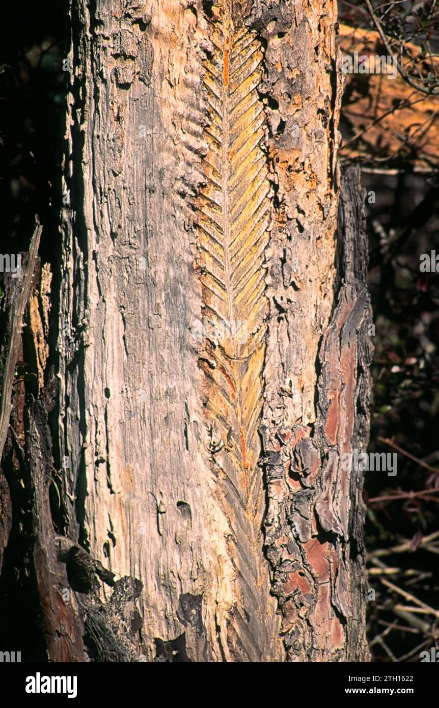 Fishbone texture hi-res stock photography and images - Alamy